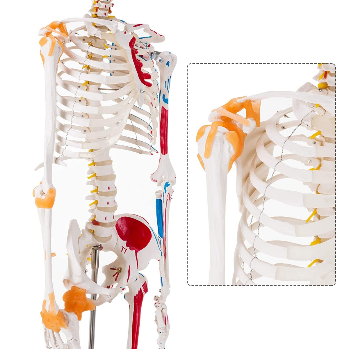 180 cm Skeleton with Muscles & Ligaments – Myaskro